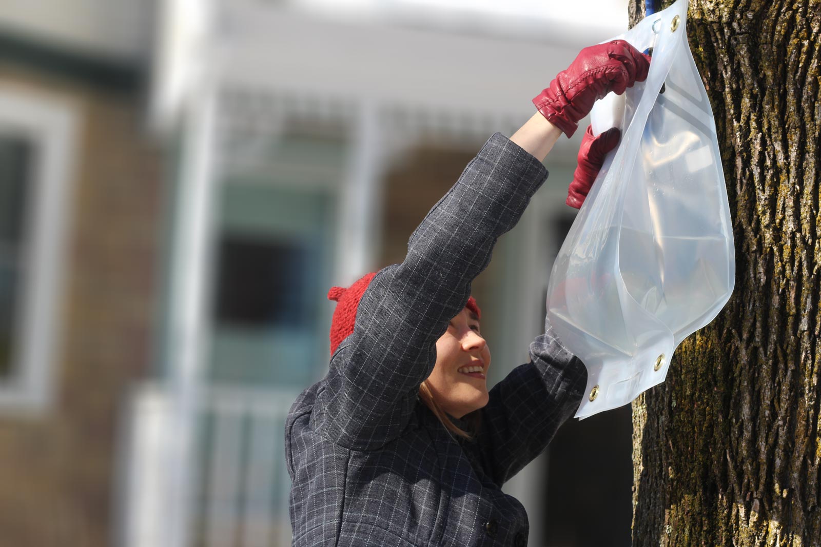 Why and How You Should Tap that Maple Tree in Your Yard : This Inspired ...