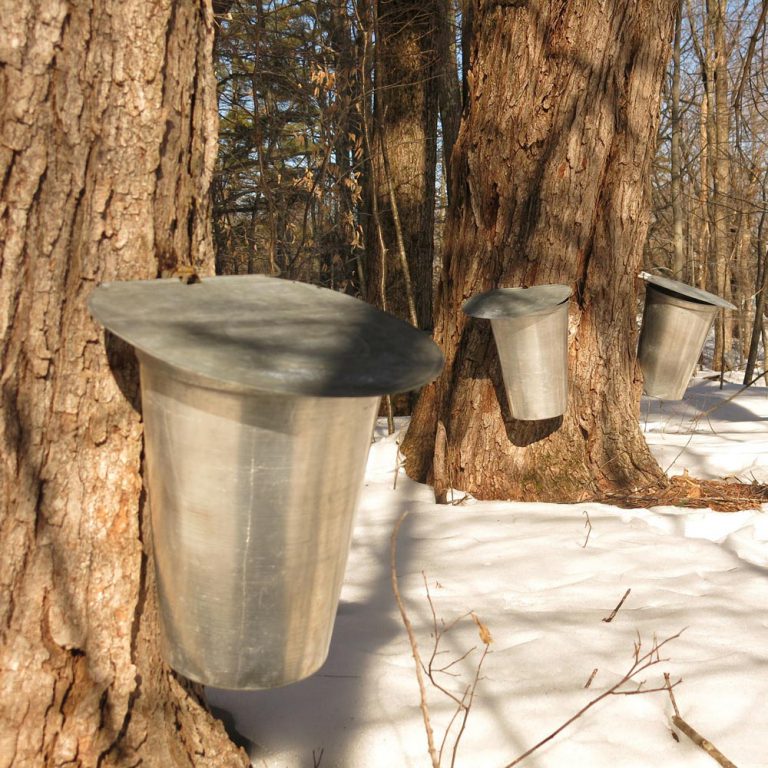 Get Started Maple Syruping on Your Urban Homestead : This Inspired Life