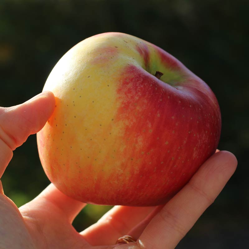 Finding the Best Heirloom Apples for the Small Home Orchard : This ...