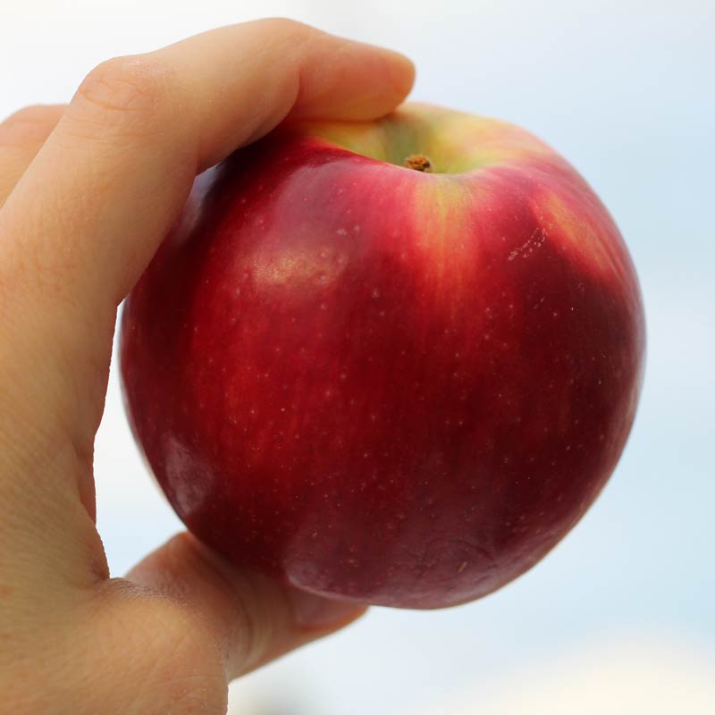 Finding the Best Heirloom Apples for the Small Home Orchard : This ...