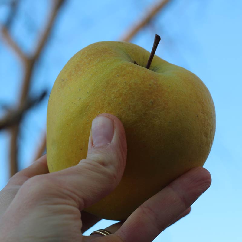 Finding the Best Heirloom Apples for the Small Home Orchard : This ...